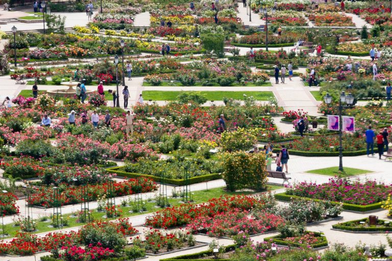 Rosaleda de madrid en el Parque del Oeste - Madrid Sensations Tours